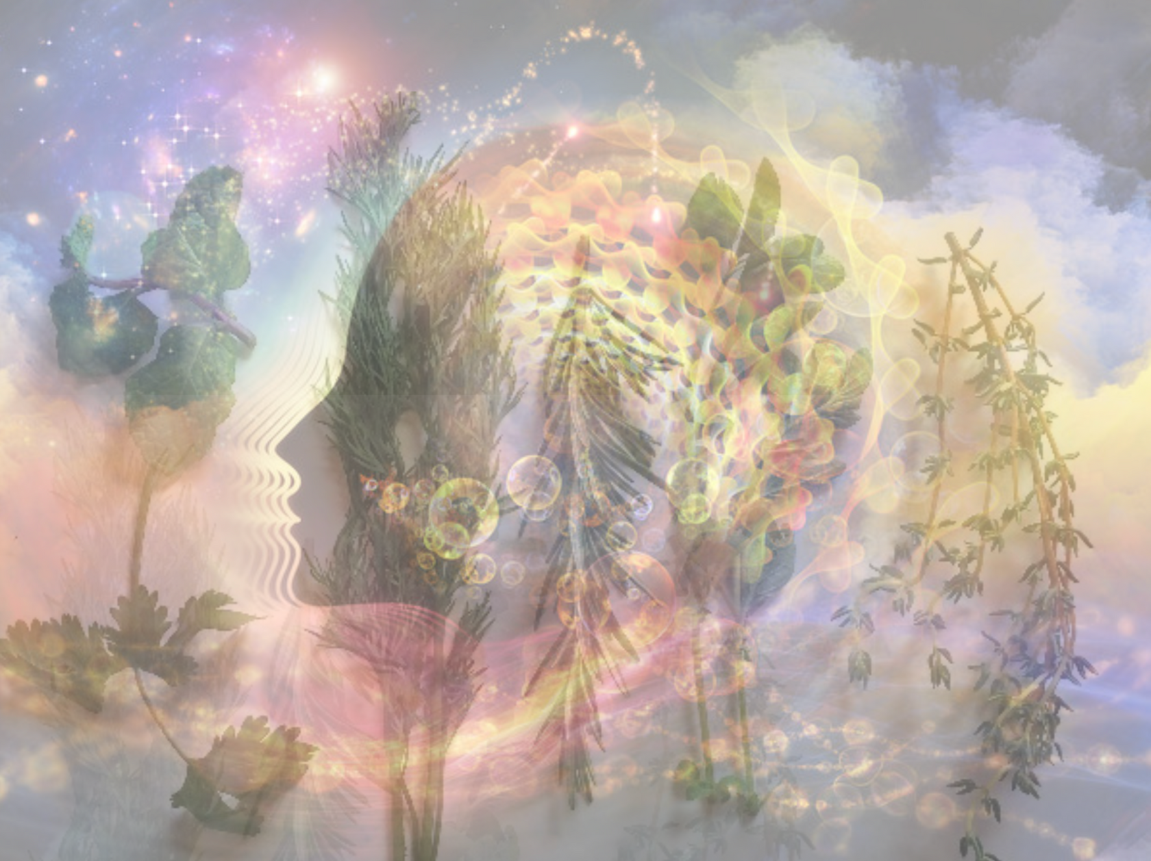 Mystical Herbs for Lucid Dreaming: – Lucid Dream Leaf